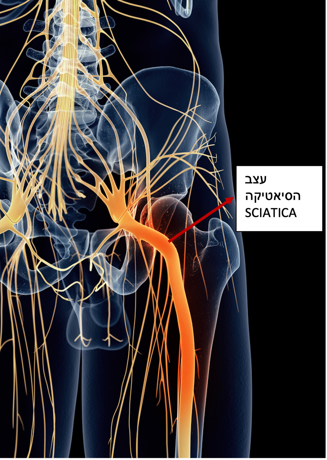 פיזיותרפיה לגב | טיפול בבעיות גב וכאבי גב בתל אביב - Physio Quantax